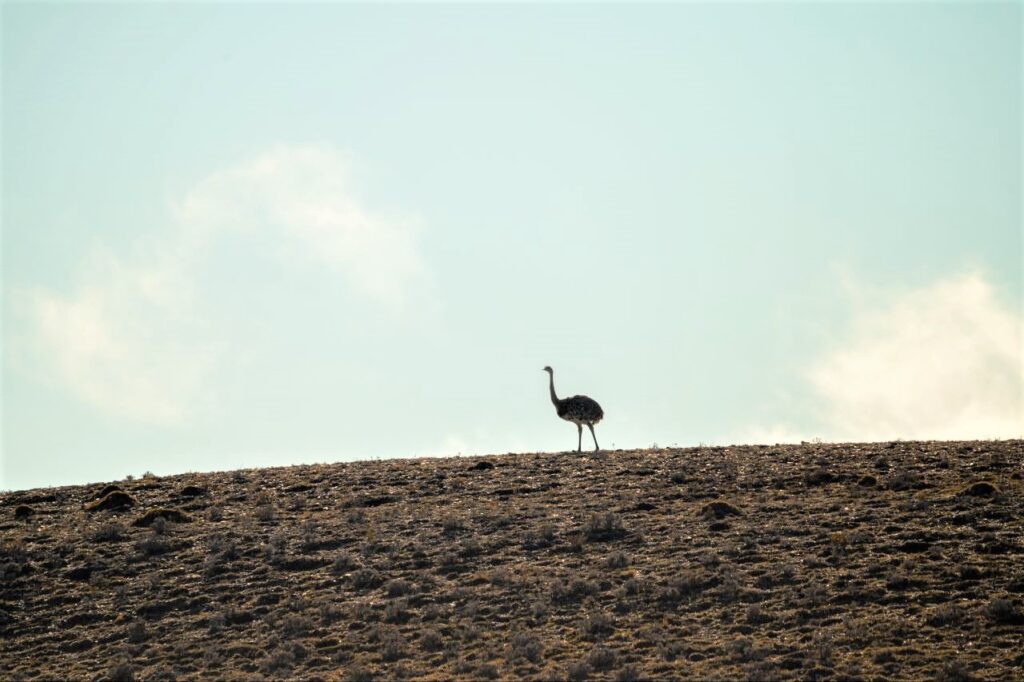 Conservación del Choique: cómo los monitorean, y cuáles son sus ...